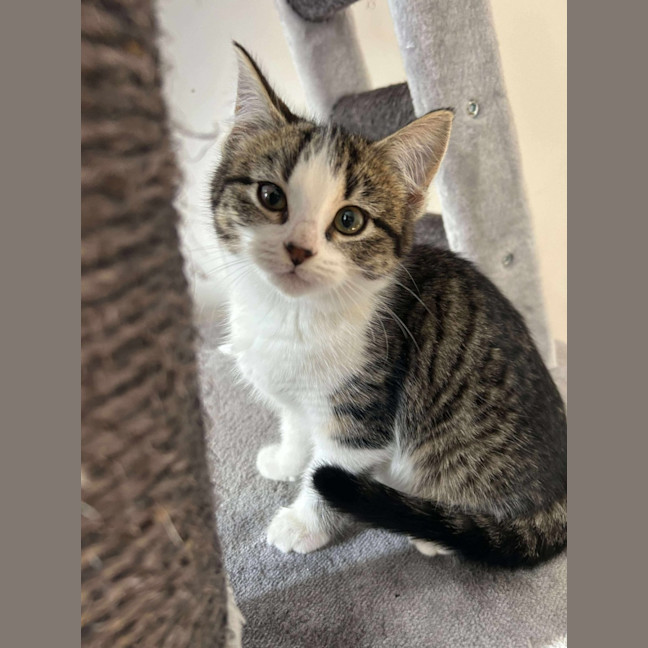 Moxie - Female Domestic Short Hair (DSH) Cat in VIC - PetRescue