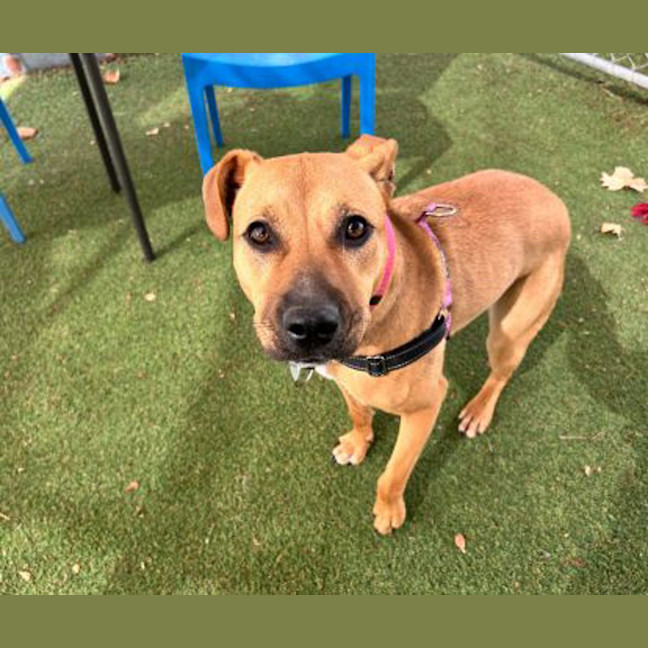 Harriet - Medium Female Staffy x Heeler Mix Dog in VIC - PetRescue
