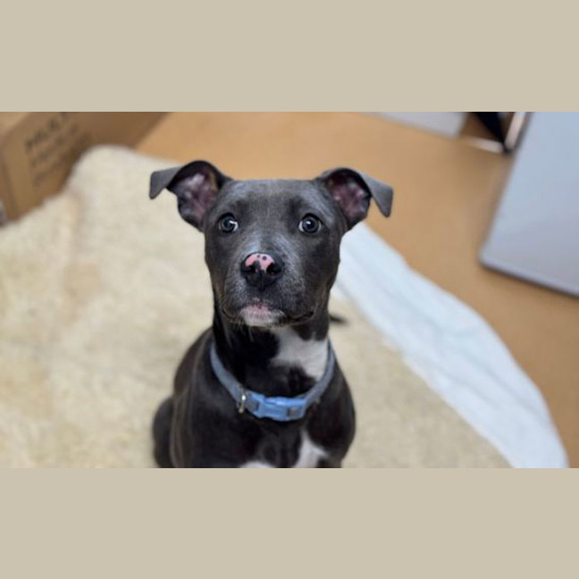 Winnie - Medium Female American Staffy Mix Dog in VIC - PetRescue