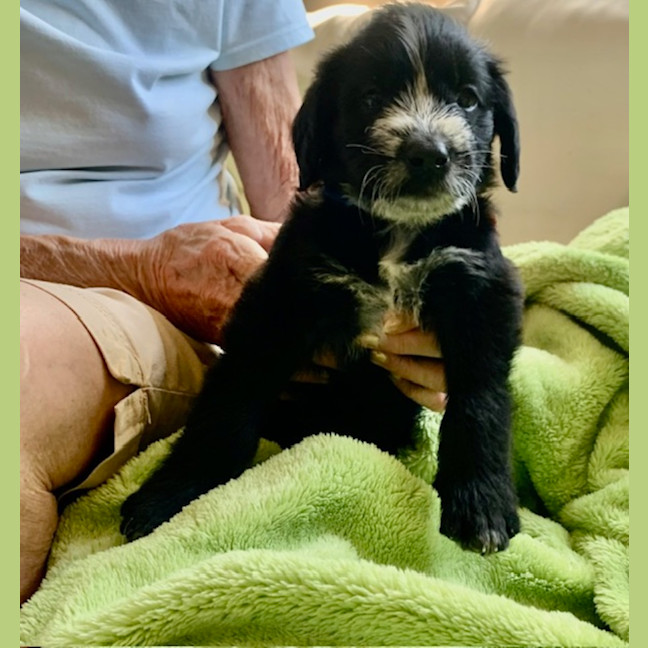 Sam - Medium Male Poodle x Australian Cattle Dog Mix Dog in NSW - PetRescue