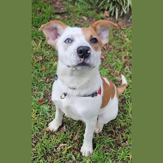 Hallie - Medium Female Australian Cattle Dog x American Staffordshire ...