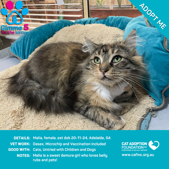 Malia - Female Domestic Long Hair (DLH) Cat in SA - PetRescue