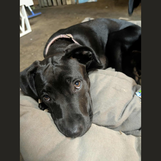 Echo - Large Female Great Dane Mix Dog in QLD - PetRescue