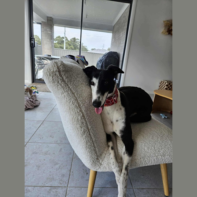 Betsy, the cat friendly greyhound - Large Female Greyhound Dog in NSW ...