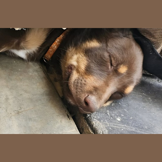 Stella - Medium Female Australian Kelpie Mix Dog in SA - PetRescue