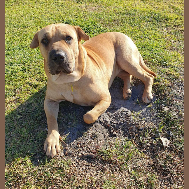 Prinny - Large Female Shar Pei Mix Dog in VIC - PetRescue