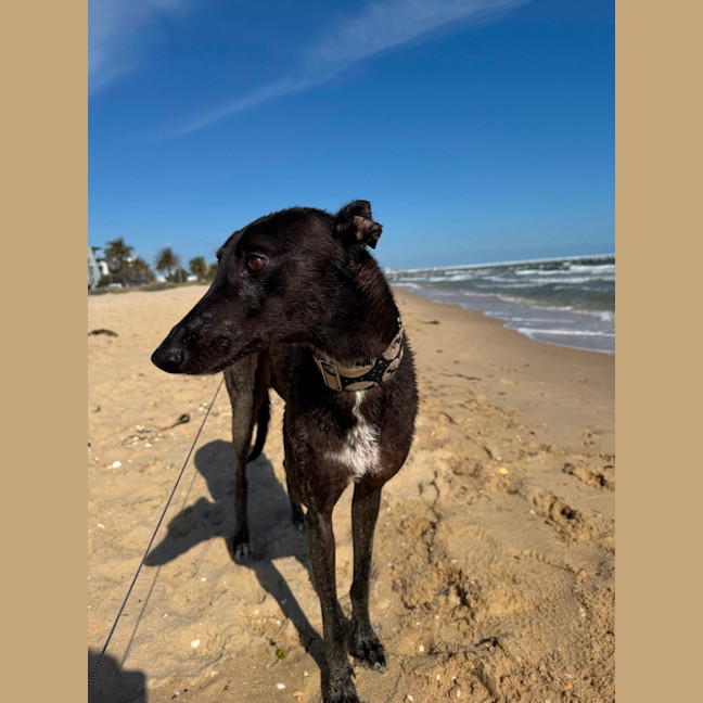 Blanche - Medium Female Greyhound Dog in VIC - PetRescue