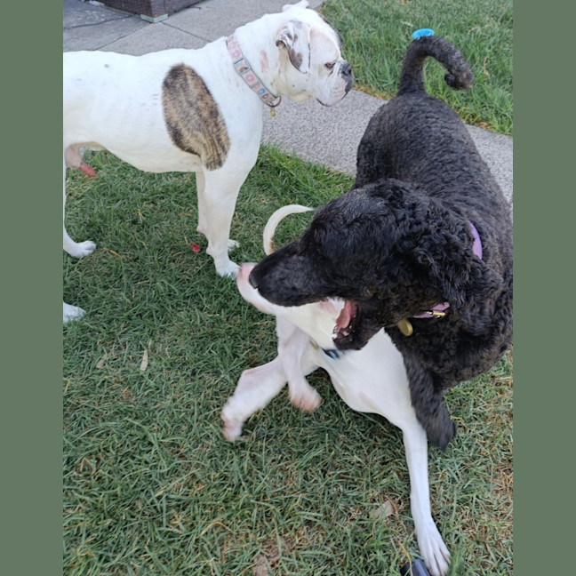 Sharpie - Large Male Poodle (Standard) Dog in VIC - PetRescue