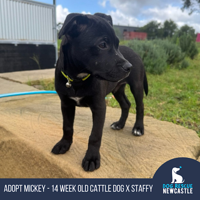Mickey - 14 Week Old Cattle Dog X Staffy - Medium Male Australian ...