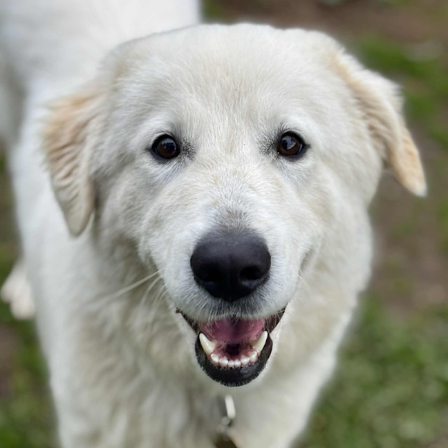 Luna - Large Female Maremma Sheepdog Dog in VIC - PetRescue