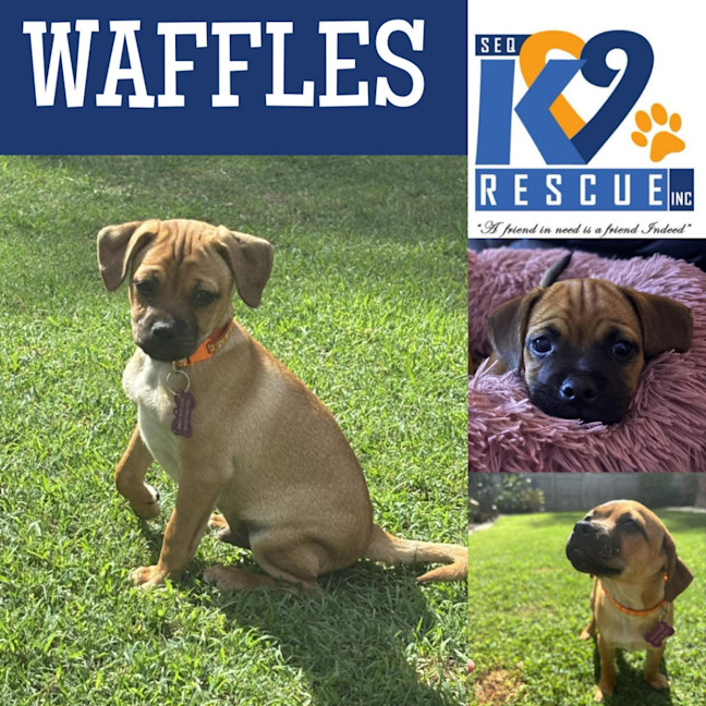 Waffles - Small Male Chihuahua x Pug Mix Dog in QLD - PetRescue