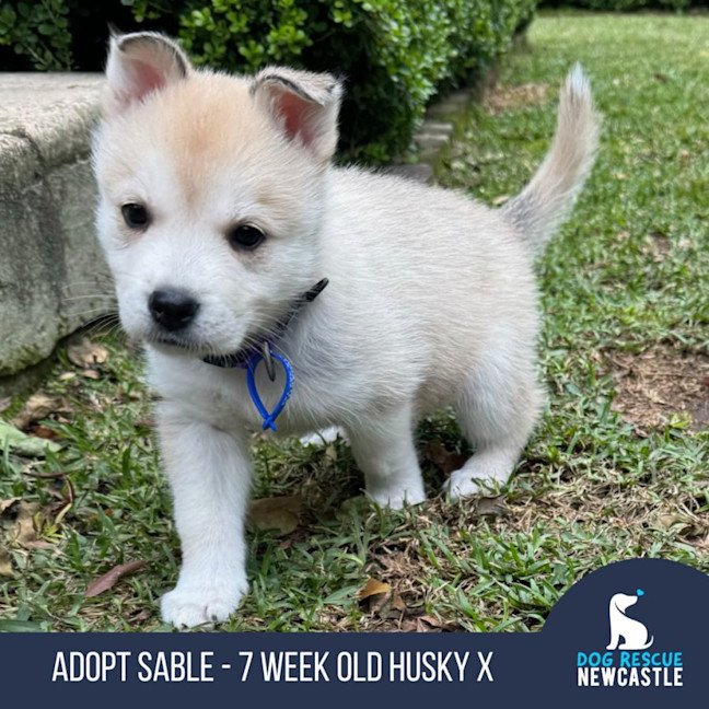 Sable - 7 Week Old Husky X (Trial) - Medium Female Husky Mix Dog in NSW - PetRescue