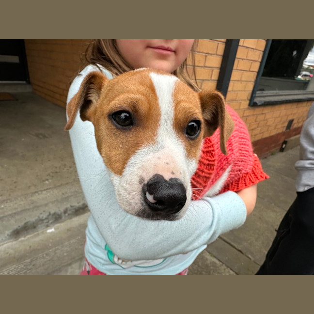 Gary - Small Male Jack Russell Terrier x Miniature Fox Terrier Mix Dog ...