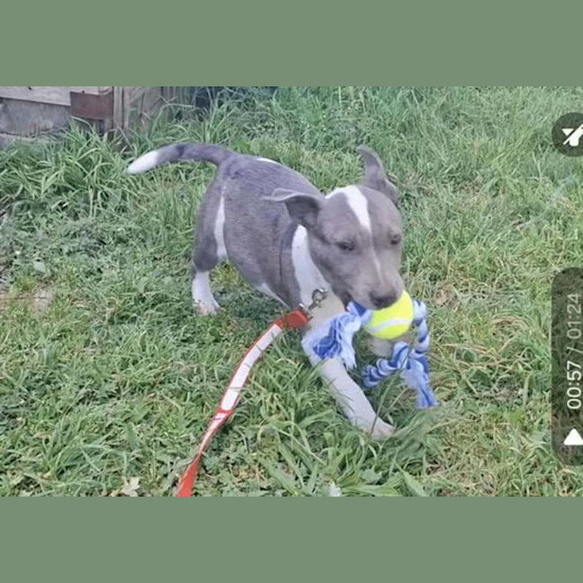 Crumpet - Medium Male Staffordshire Bull Terrier Mix Dog in VIC - PetRescue