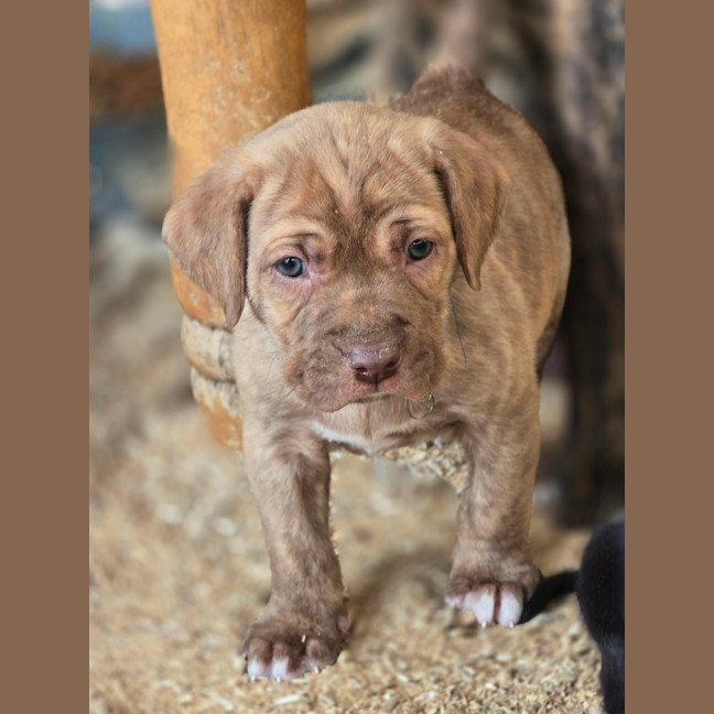 Mambo - Medium Male Beagle x Staffordshire Bull Terrier Mix Dog in VIC - PetRescue