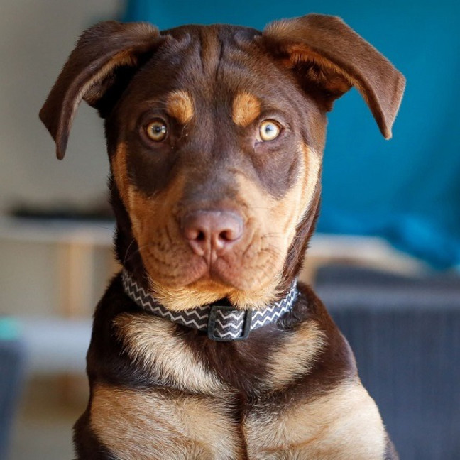 Rusty - Medium Male Mixed breed Mix Dog in WA - PetRescue