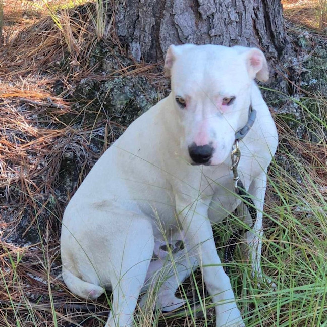 Maverick - Medium Male American Staffordshire Terrier Dog in QLD ...
