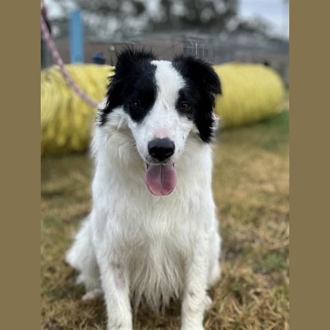 Rocky - Medium Male Border Collie Dog in VIC - PetRescue