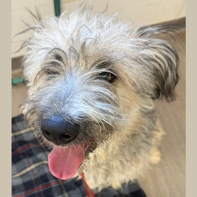Winston - Medium Male Soft Coated Wheaten Terrier Mix Dog in QLD - PetRescue