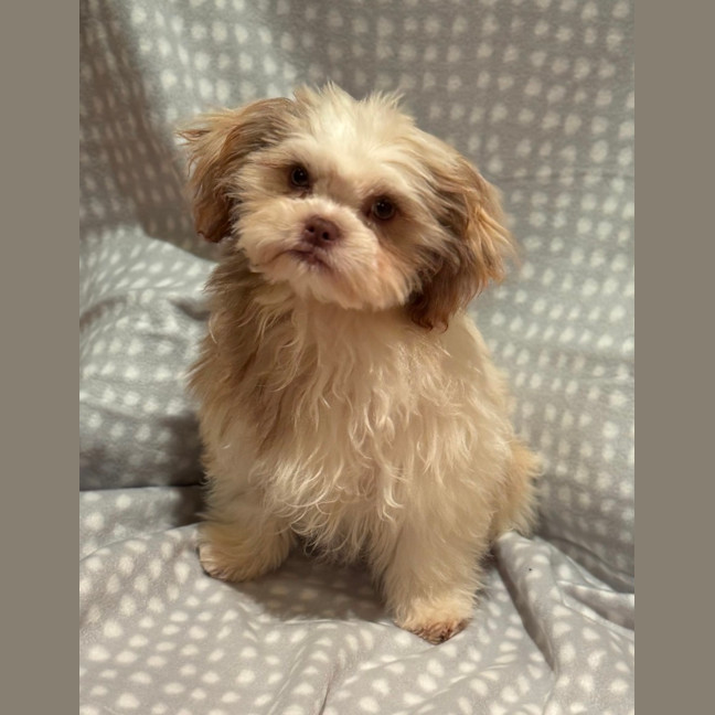 Cruskit - Small Male Shih Tzu Dog in VIC - PetRescue