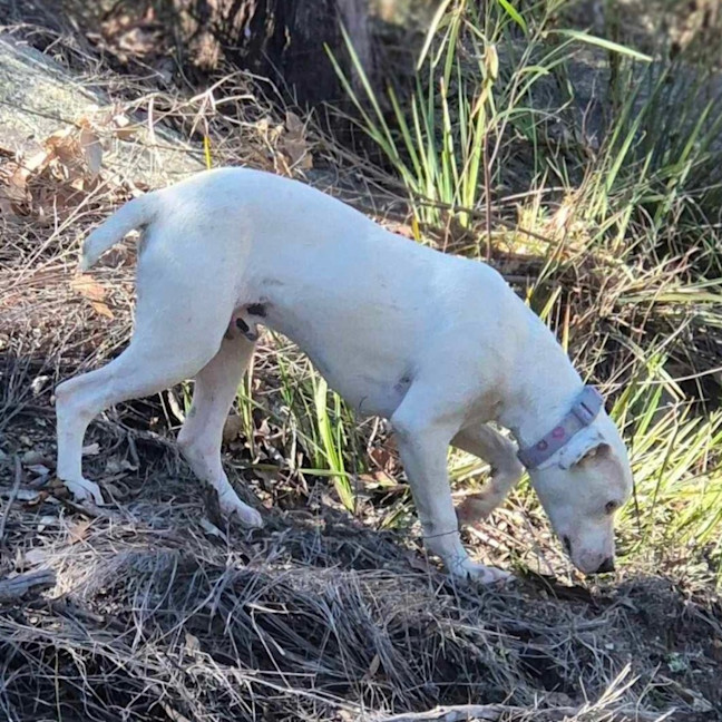 Maverick - Medium Male American Staffordshire Terrier Dog in QLD ...