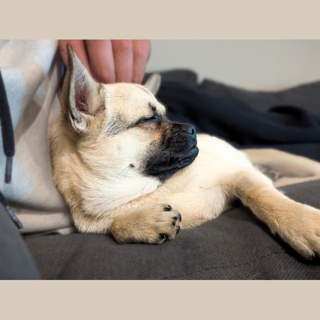 Bug - Small Male Chihuahua x Pug Dog in VIC - PetRescue