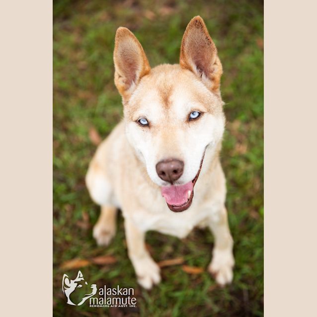 Storm - Medium Female Kelpie x Siberian Husky Mix Dog in NSW - PetRescue