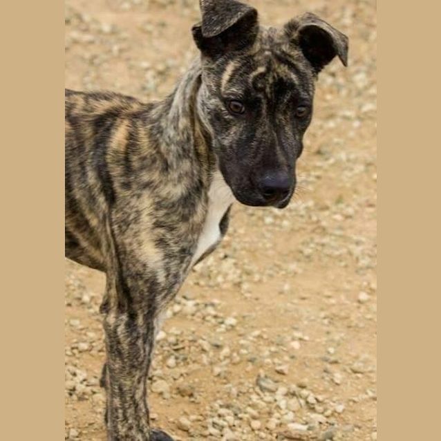 Ronan ~ Applications Closed - Large Male Bull Arab Mix Dog in VIC ...