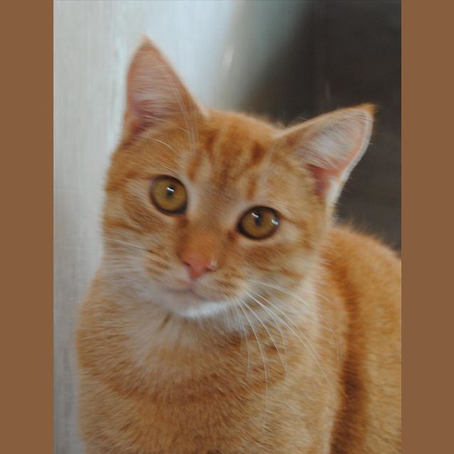 Maggie - Female Manx Mix Cat in QLD - PetRescue