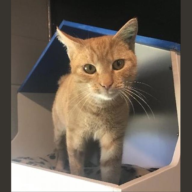 Maggie - Female Manx Mix Cat in QLD - PetRescue