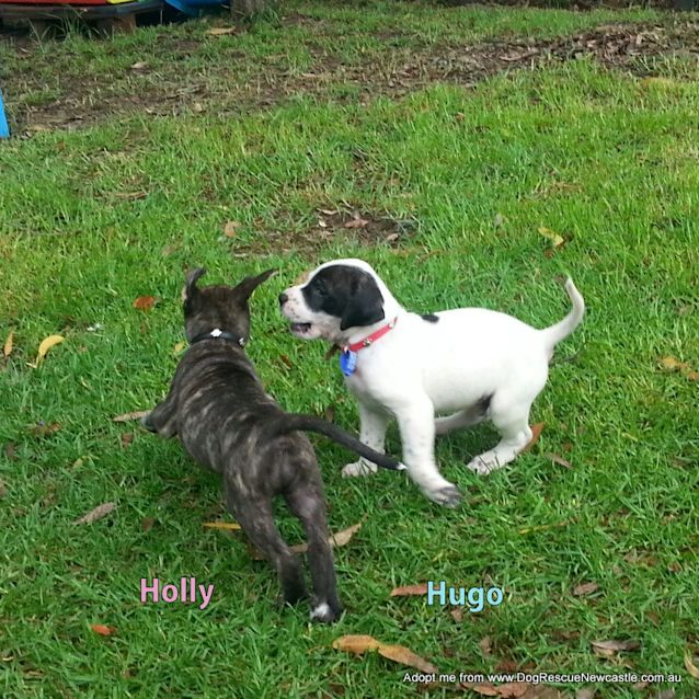Holly (On trial 23/12/14) ~ Staffy x Ridgeback pup - Large Female ...