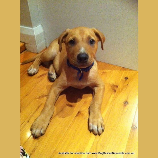 Puppy Bingo (On Trial 12/4/14) - Medium Male Australian Cattle Dog x ...