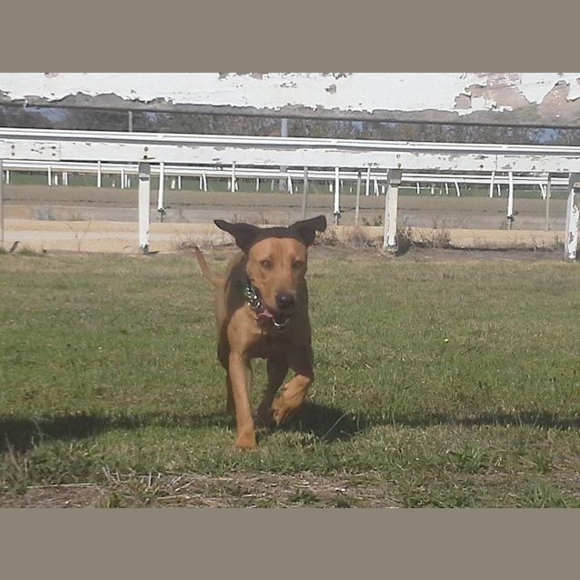 Amber - Ridgeback x Lab - Medium Female Labrador x Ridgeback Dog in VIC ...