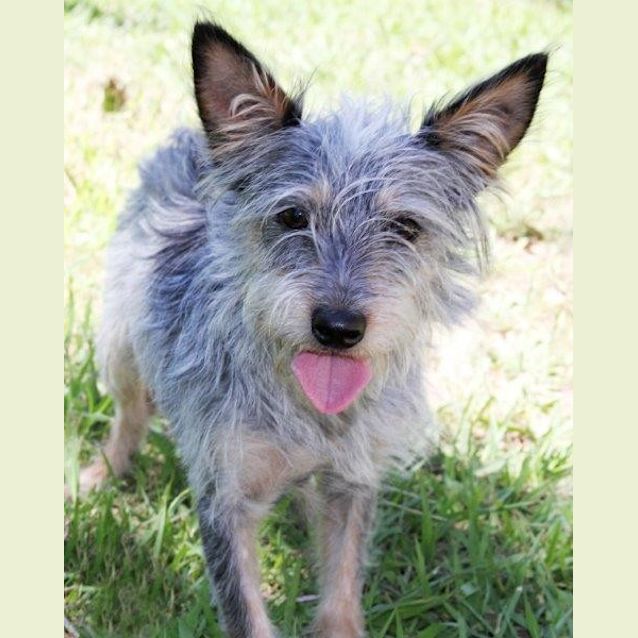 Frankie - Small Male Cross breed Mix Dog in ACT - PetRescue