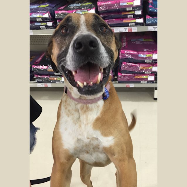 Sooky ~ On Trial 17/12/15 - Large Female Boxer x Staffy Mix Dog in NSW ...
