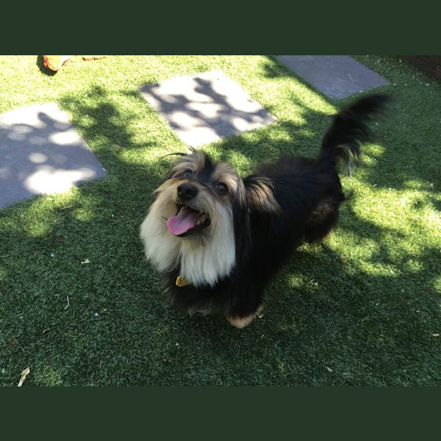 Webby - Small Male Terrier Mix Dog in VIC - PetRescue