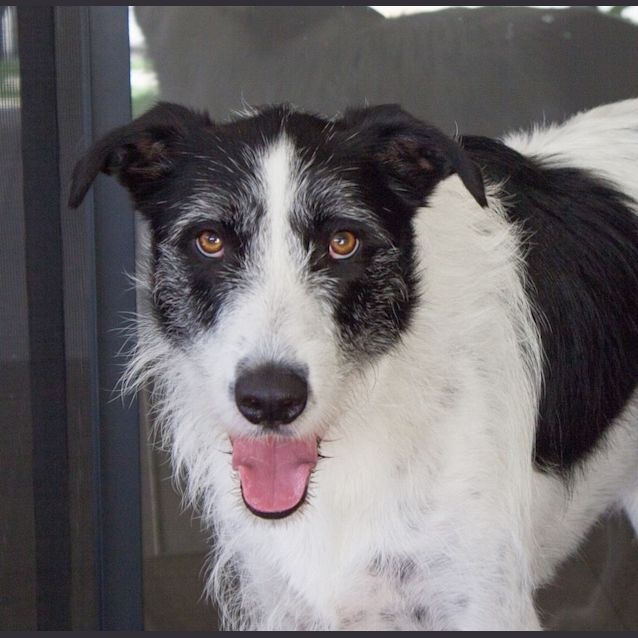 Freddy - Large Male Border Collie x Irish Wolfhound x Labrador Mix Dog ...