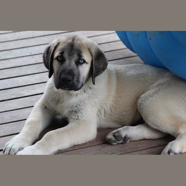 Dudley - Large Male Anatolian Shepherd Dog in VIC - PetRescue