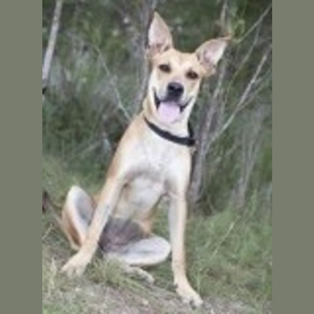 Kada - Medium Female Pointer x Ridgeback Mix Dog in QLD - PetRescue