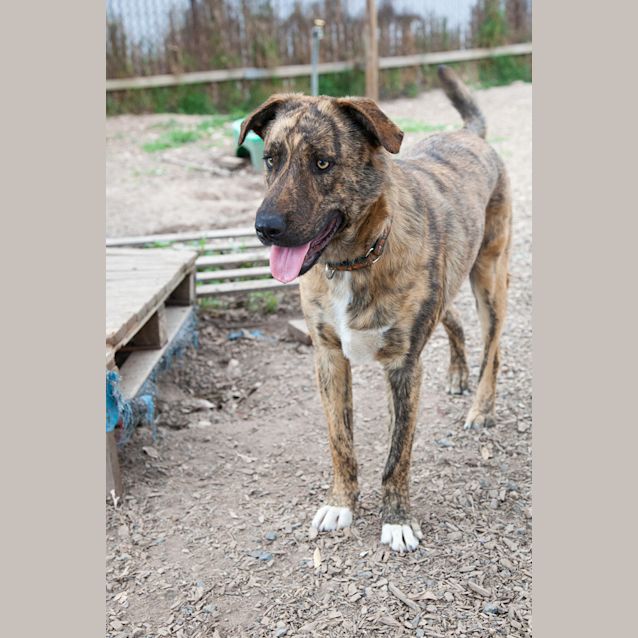 Kyros - Medium Male Australian Koolie Cross Mix Dog in NSW - PetRescue