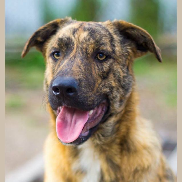 Kyros - Medium Male Australian Koolie Cross Mix Dog in NSW - PetRescue