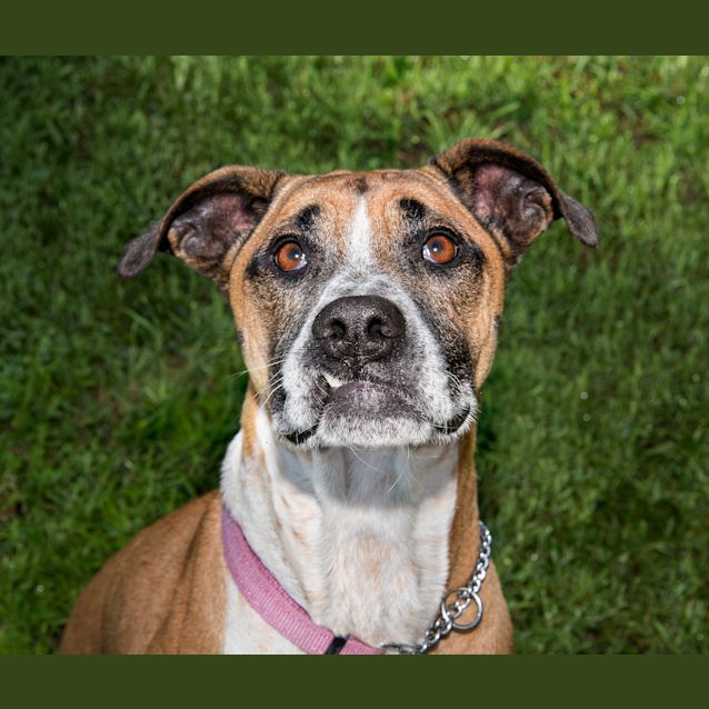 Sooky ~ On Trial 17/12/15 - Large Female Boxer x Staffy Mix Dog in NSW ...