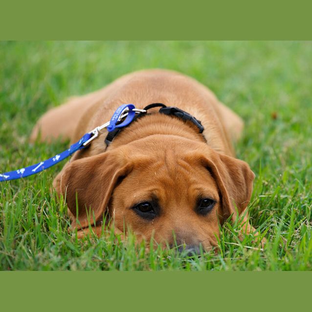 Dex ~ Ridgeback x Lab Puppy ~ On Hold 5/2/16 - Large Male Labrador x ...