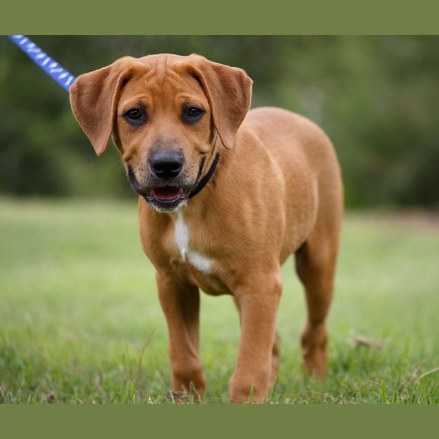 Dex ~ Ridgeback x Lab Puppy ~ On Hold 5/2/16 - Large Male Labrador x ...