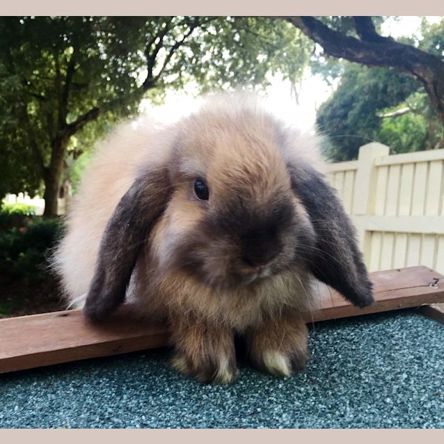 Victoria Bunny - Female Cashmere x Mini Lop Rabbit in VIC - PetRescue
