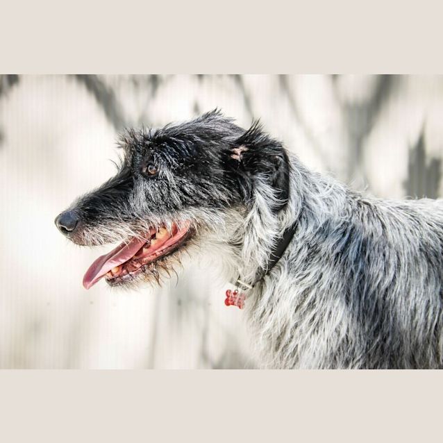 Sandy - Medium Female Staghound Mix Dog in VIC - PetRescue