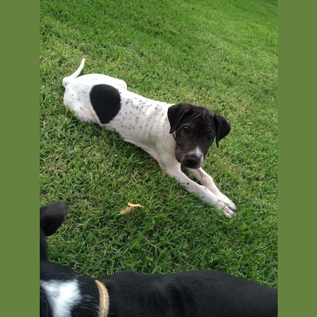 Fabio - Medium Male German Shorthaired Pointer x Jack Russell Terrier ...