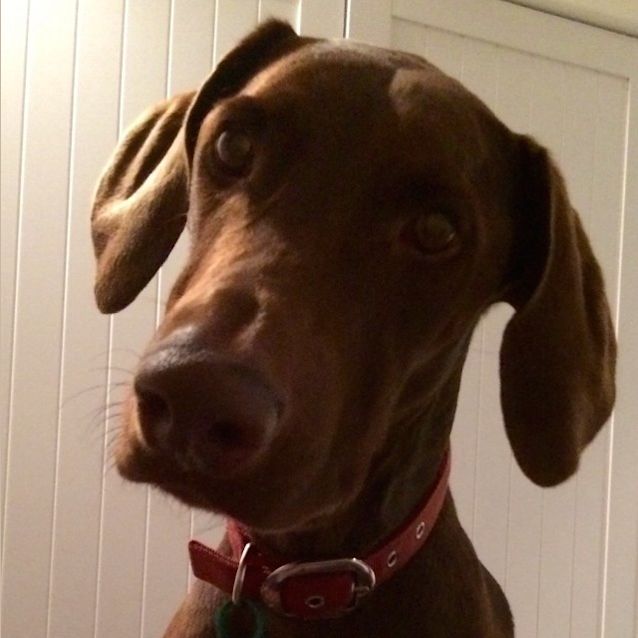 Poppy - Large Female Doberman x German Shorthaired Pointer Mix Dog in ...