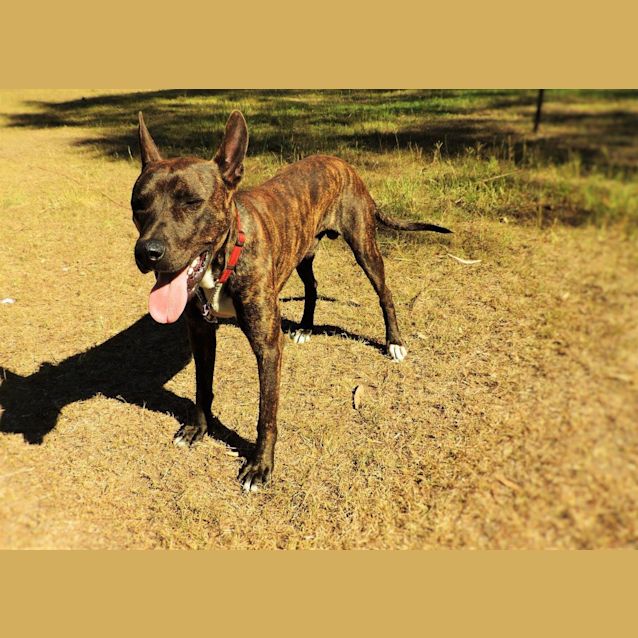 Niles - Medium Male Australian Cattle Dog x Mastiff Mix Dog in QLD ...
