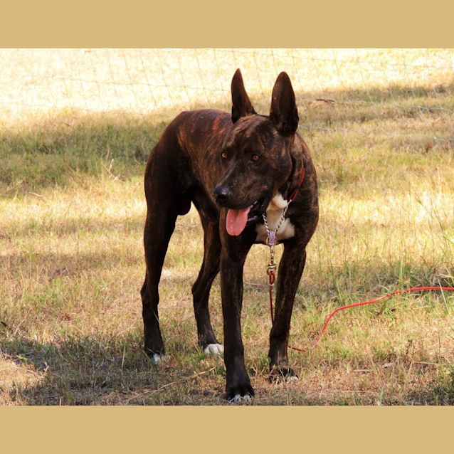 Niles - Medium Male Australian Cattle Dog x Mastiff Mix Dog in QLD ...
